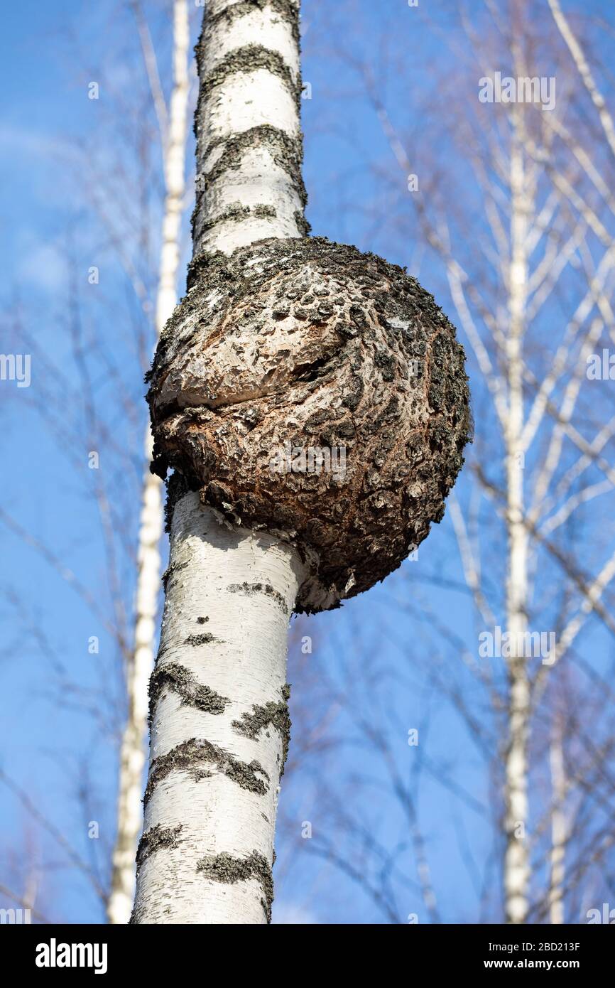 Burl on birch hi-res stock photography and images - Alamy