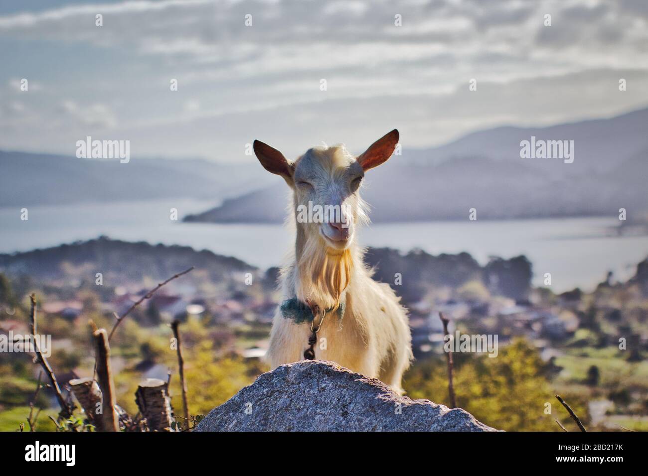 Funny goat staring at camera and smiling Stock Photo - Alamy