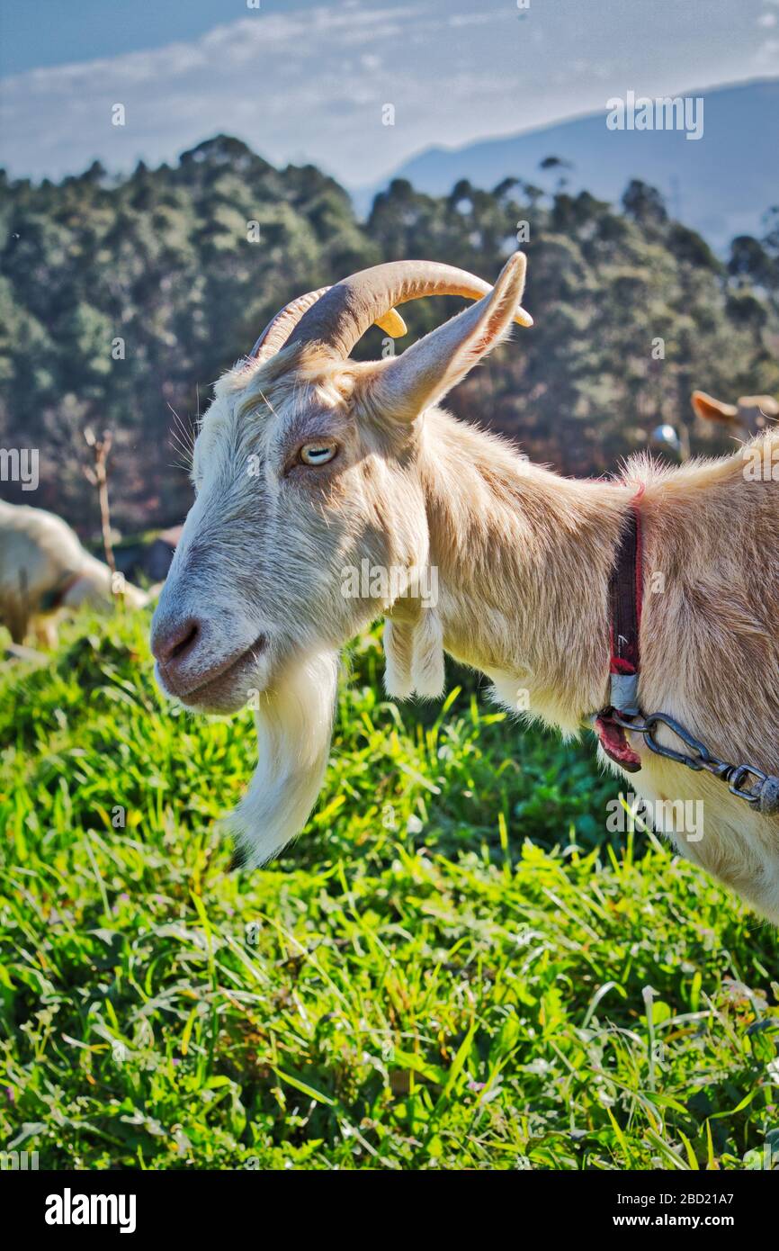 Goatee funny hi-res stock photography and images - Alamy