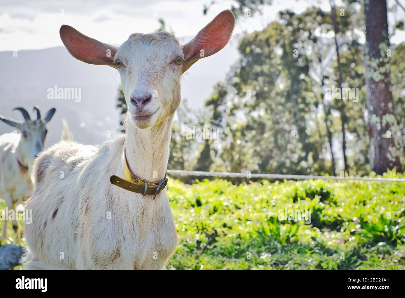 Funny goat staring at camera and smiling Stock Photo - Alamy