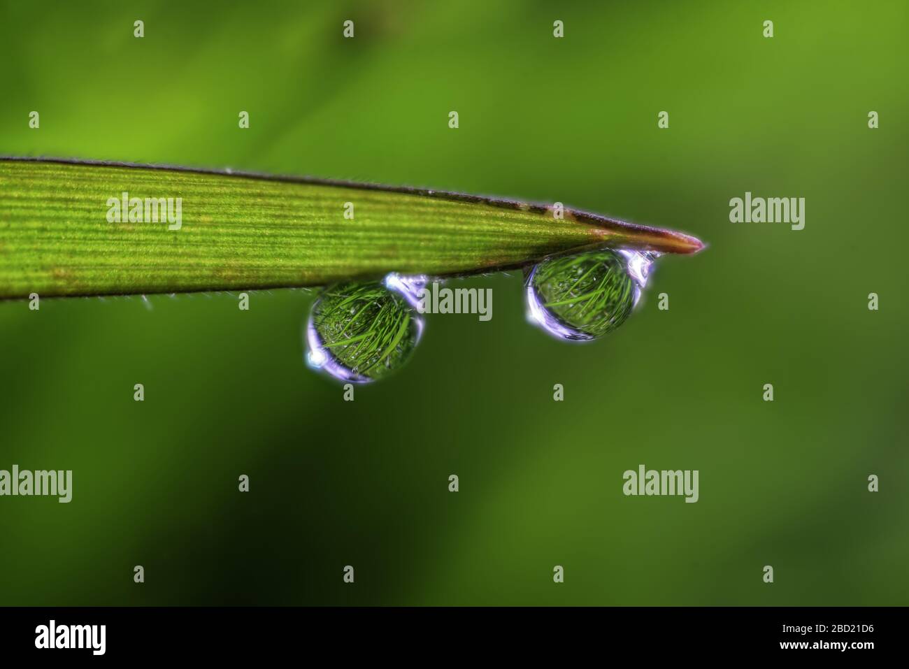 Inverted Refraction of a Garden inside Two Raindrops hanging from a ...