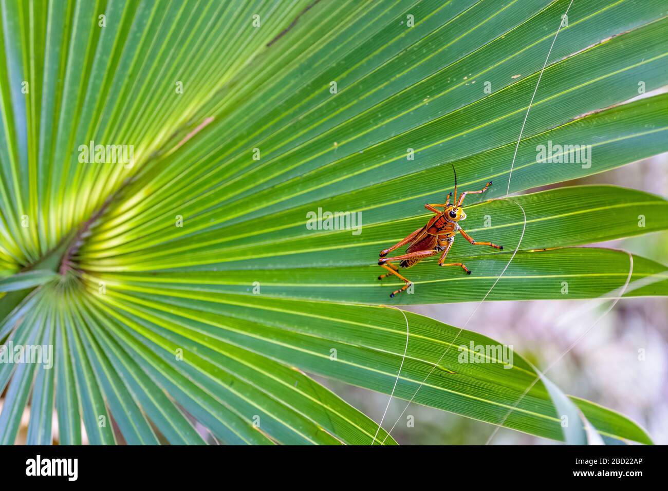 Giant Eastern Lubber grasshopper on palm leaf, Everglades, Florida ...