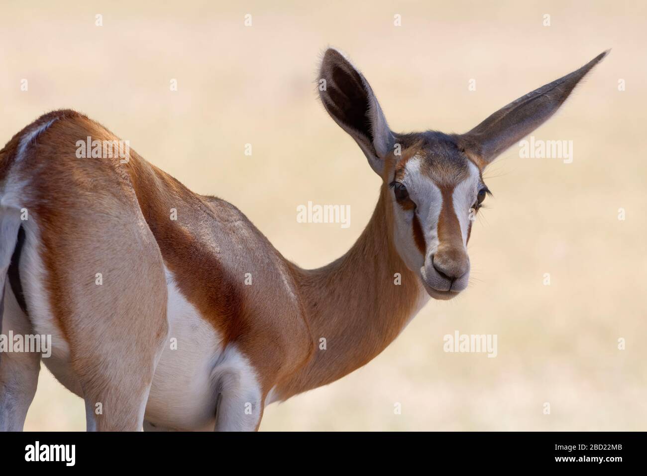Springbok face hi-res stock photography and images - Alamy