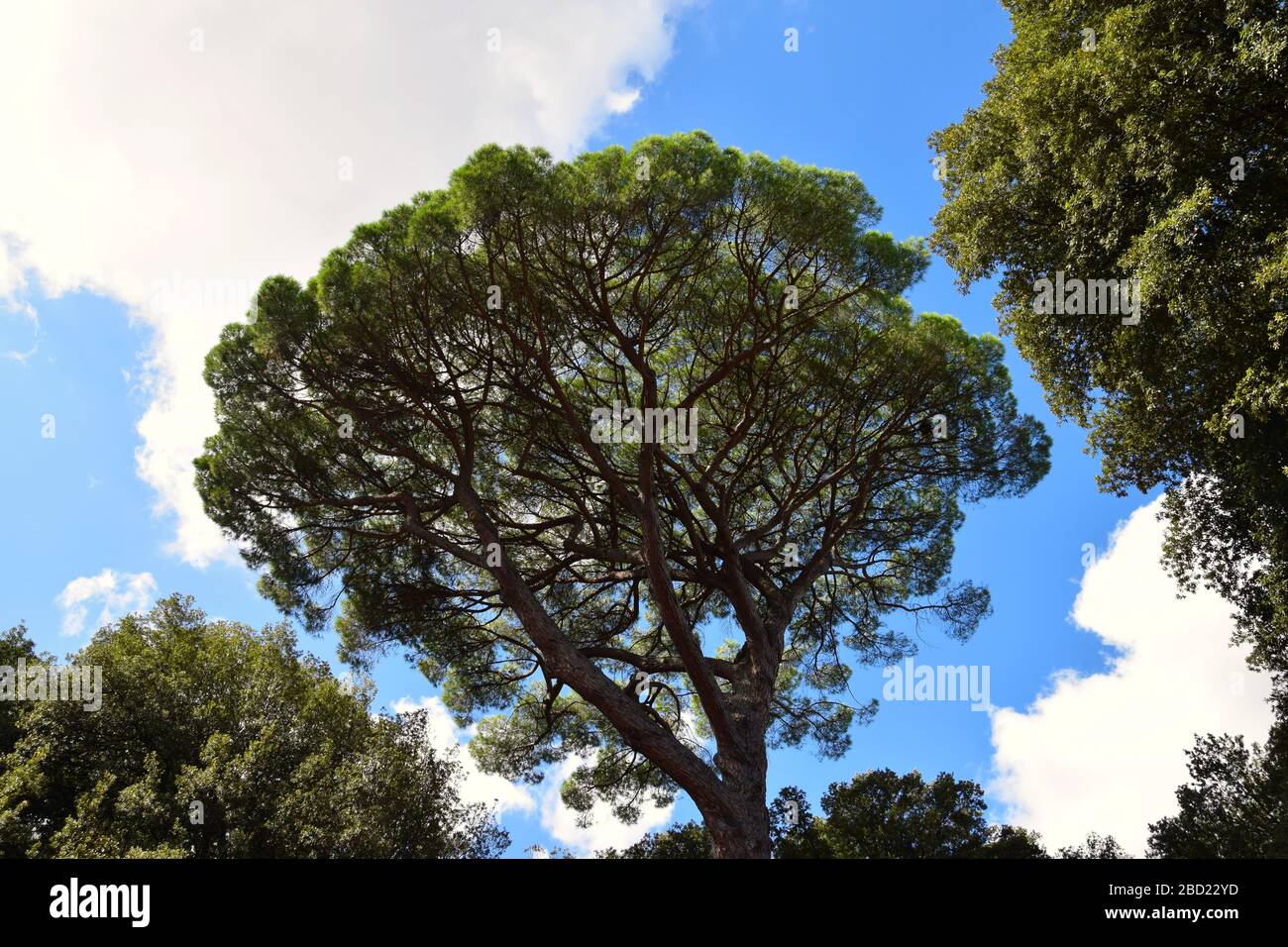 Italian Trees in the Villa Borghese Park in Rome, Italy Stock Photo - Alamy