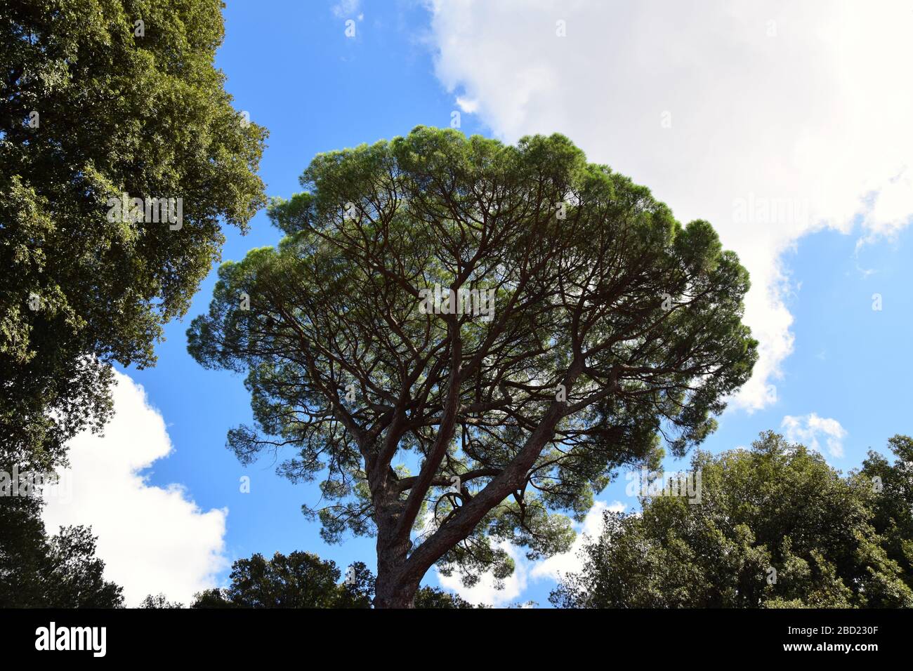 Italian Trees in the Villa Borghese Park in Rome, Italy Stock Photo - Alamy