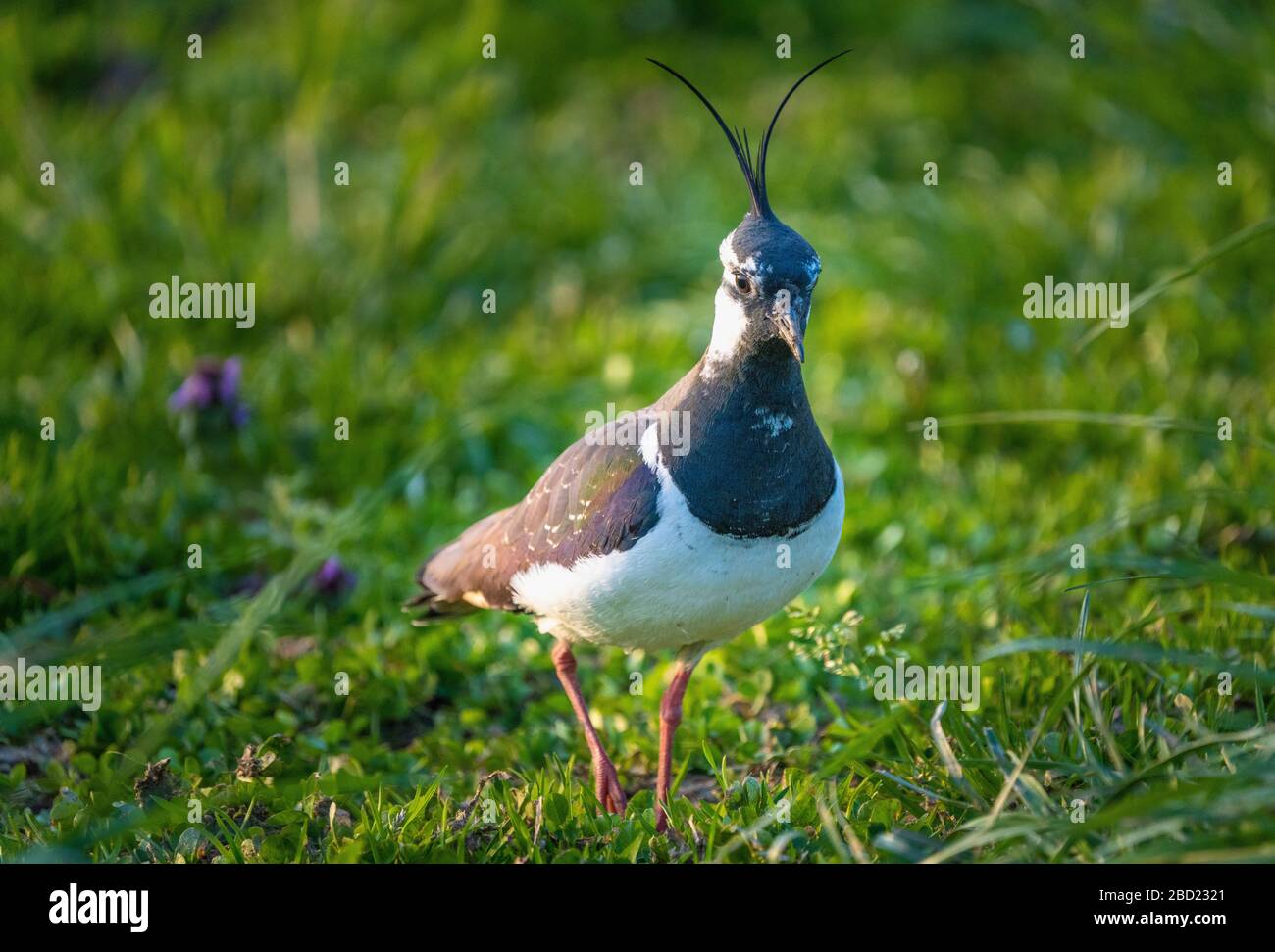 Closeup of a Northern lapwing (Vanellus vanellus) an increasingly rare ...