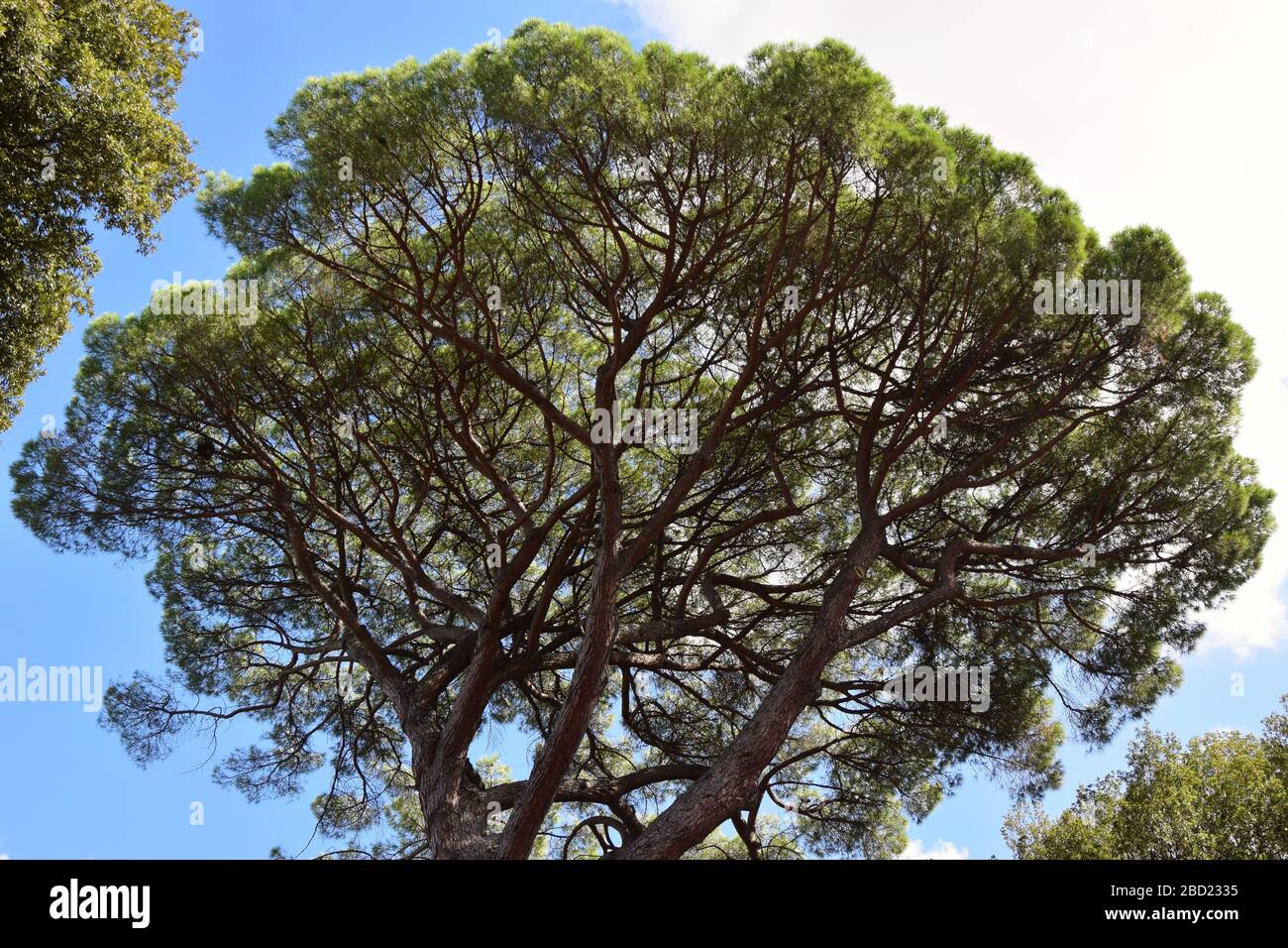 Italian Trees in the Villa Borghese Park in Rome, Italy Stock Photo - Alamy