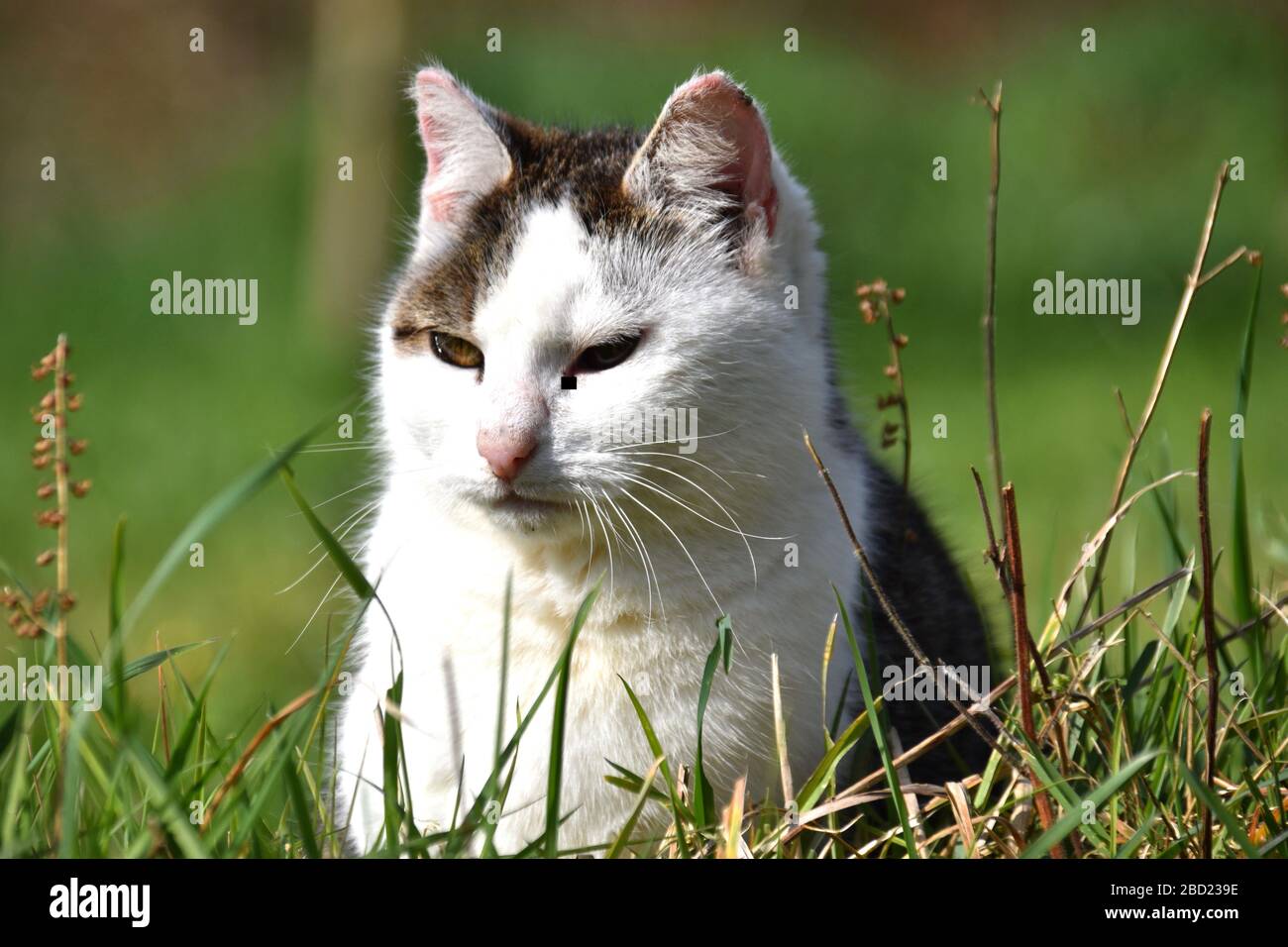 The cat lives a nice life Stock Photo - Alamy