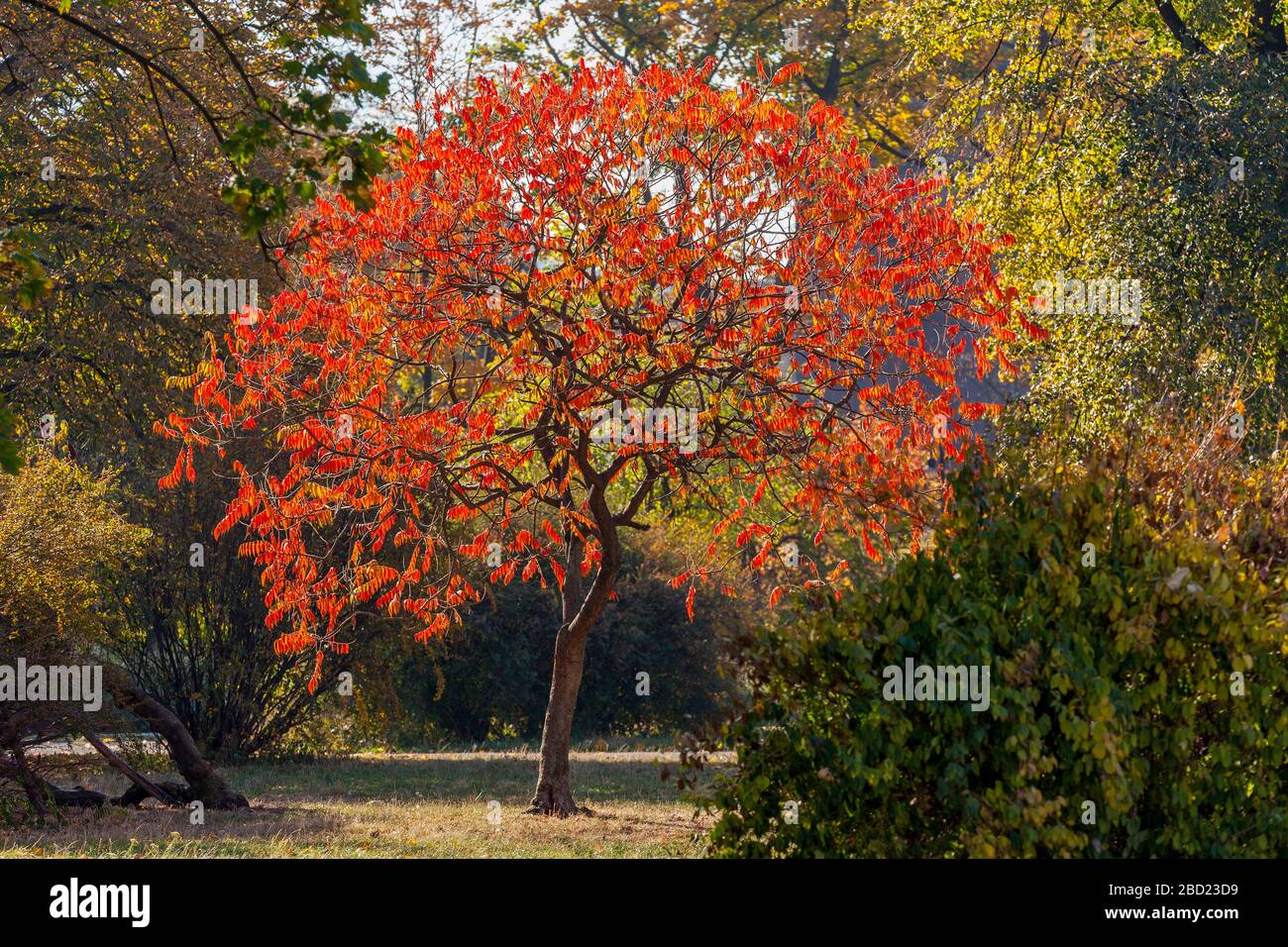 The red tree hi-res stock photography and images - Alamy