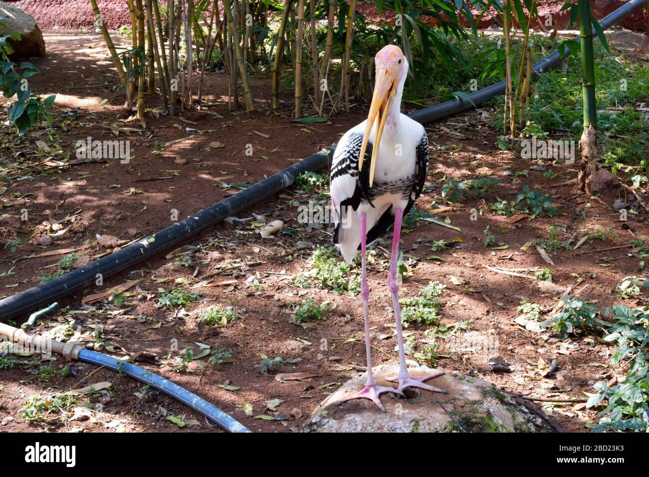 Big Yellow Billed Stork Bird Background Stock Photograph Image Stock ...