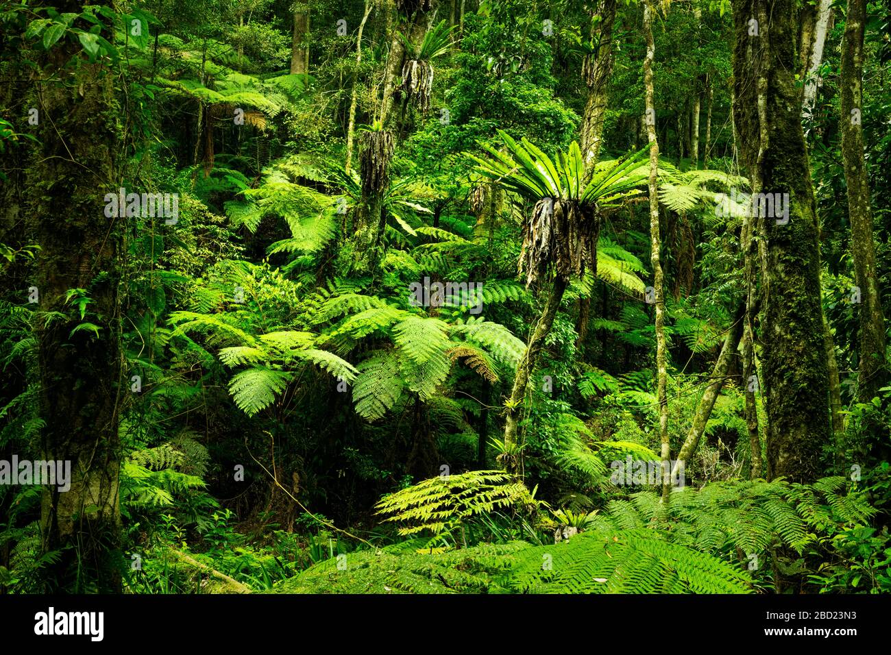 Vegetation border hi-res stock photography and images - Alamy