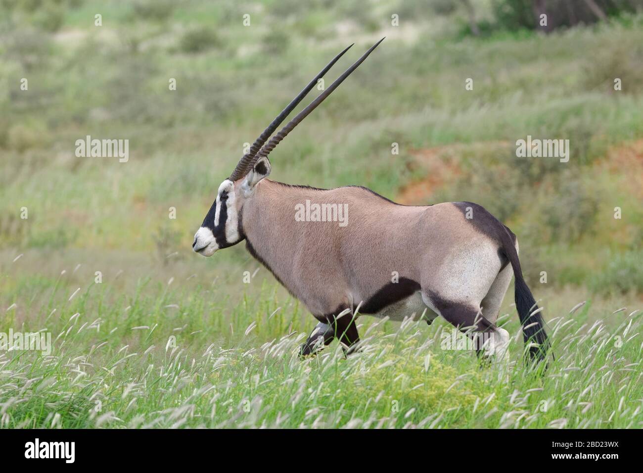 Tall african grass hi-res stock photography and images - Alamy