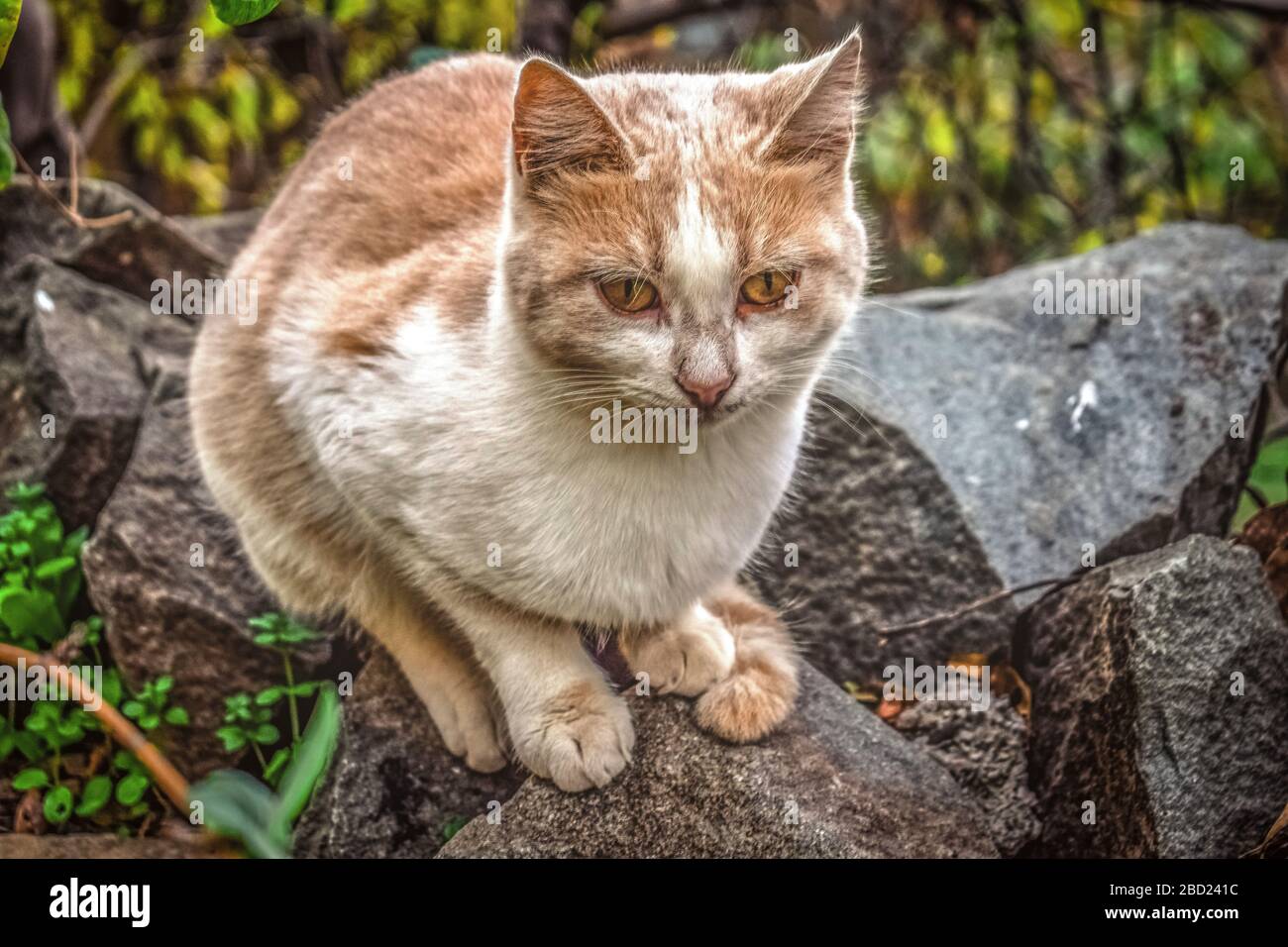 The cat lives a nice life Stock Photo - Alamy