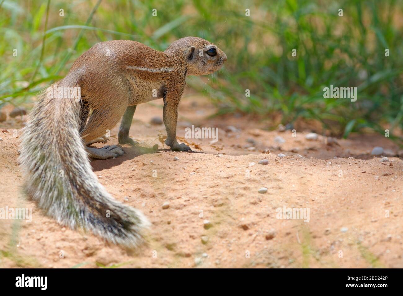 Cape ground squirrel (Xerus inauris), young male, on all fours, at ...