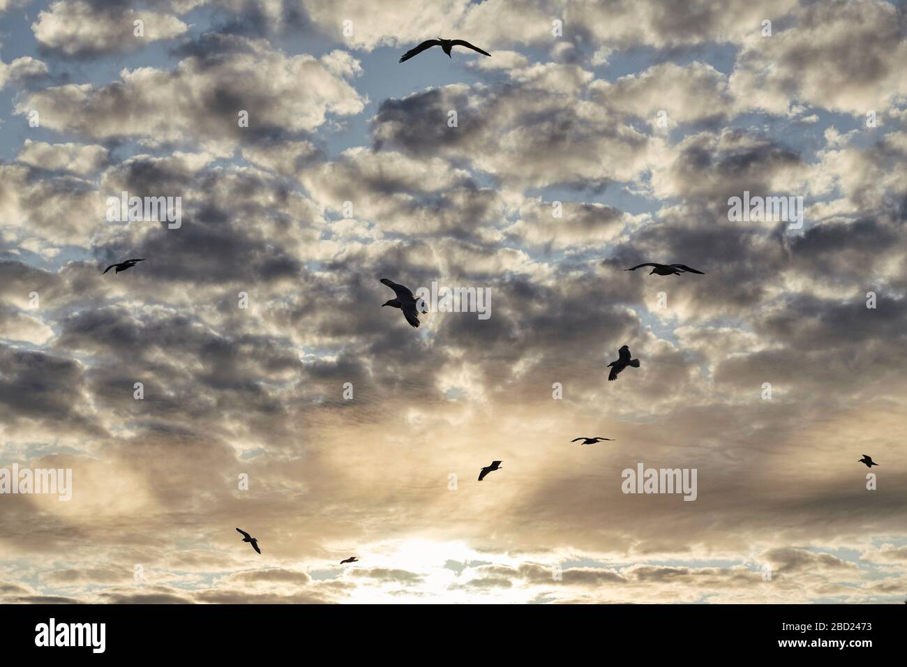 Birds flying into sunset hi-res stock photography and images - Alamy