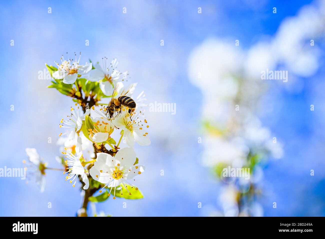 Close-up photo of a Honey Bee gathering nectar and spreading pollen on ...