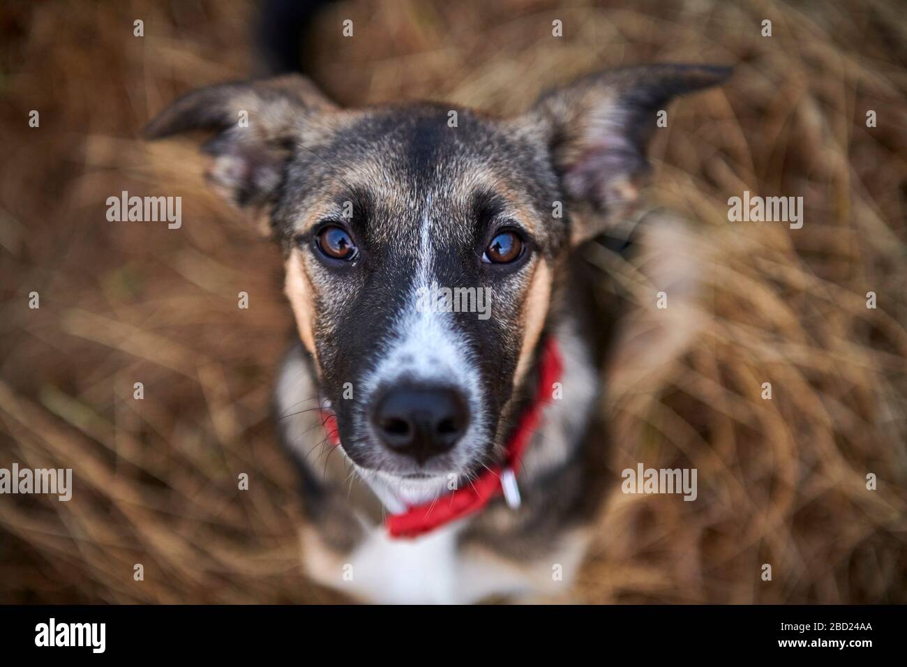 Depth of gaze hi-res stock photography and images - Alamy