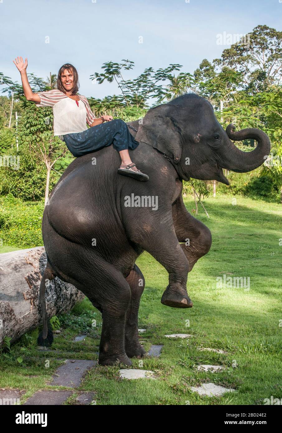 Trained elephant hi-res stock photography and images - Alamy