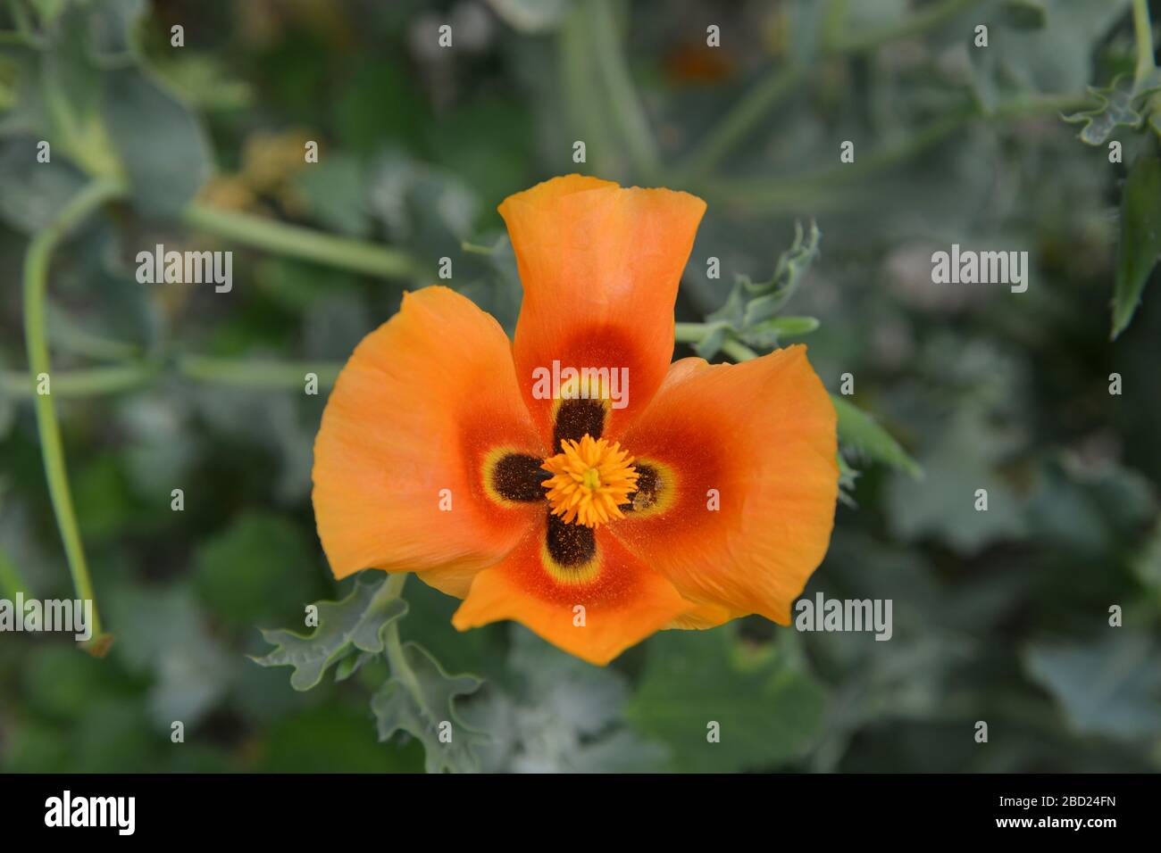 Orange hornpoppy hi-res stock photography and images - Alamy