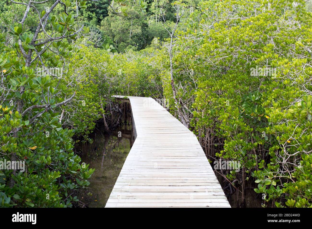 view of a pier in a mangrove swamp Stock Photo - Alamy