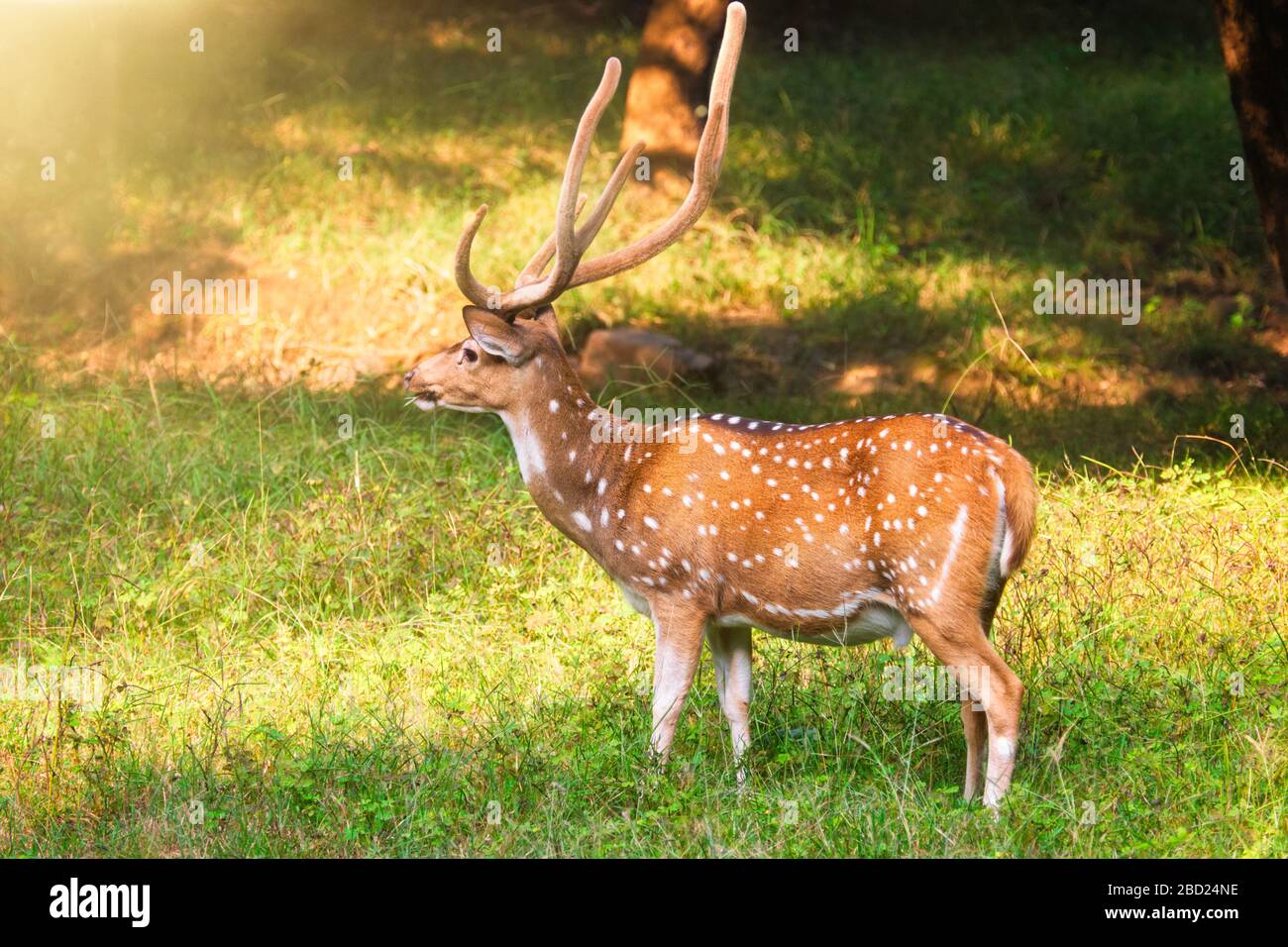 Chital india hi-res stock photography and images - Alamy