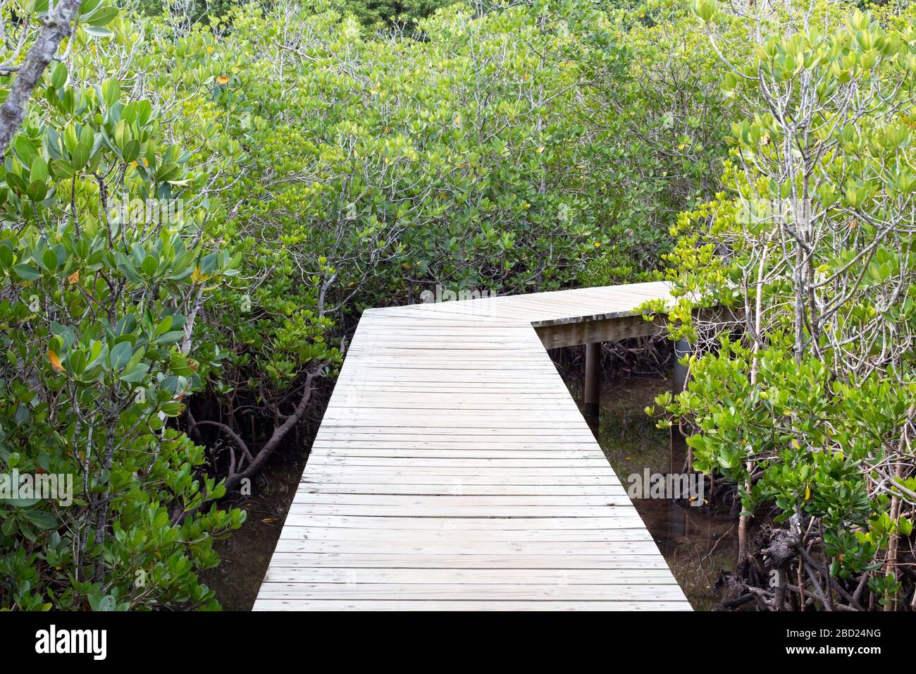 view of a pier in a mangrove swamp Stock Photo - Alamy