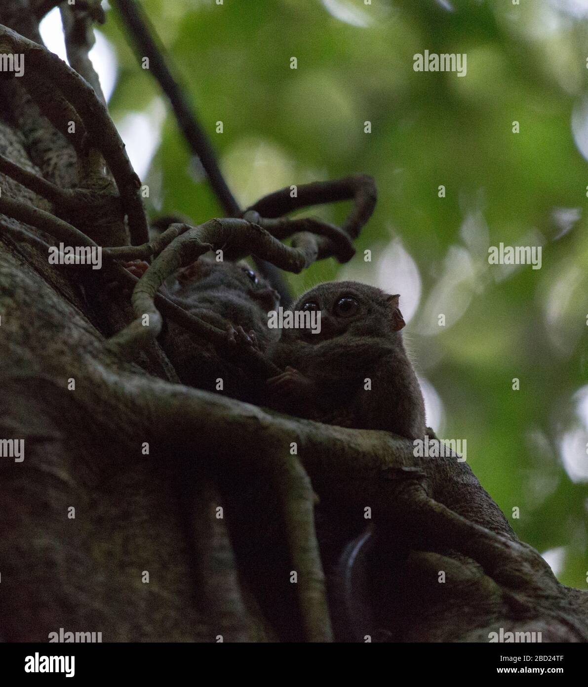 two tarsius on a tree in Tangkoko park, Indonesia Stock Photo - Alamy