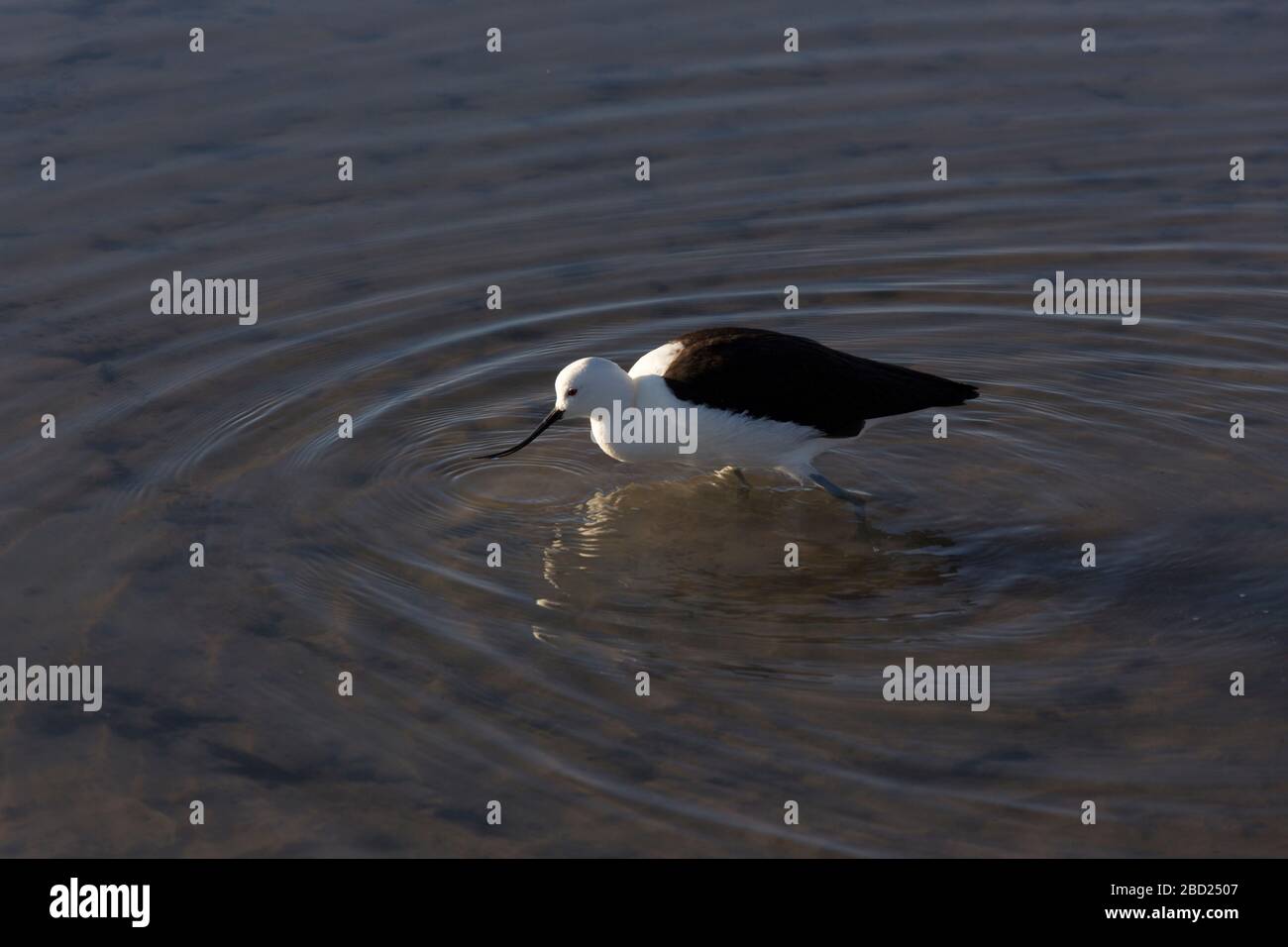 Recurvirostra andina hi-res stock photography and images - Alamy