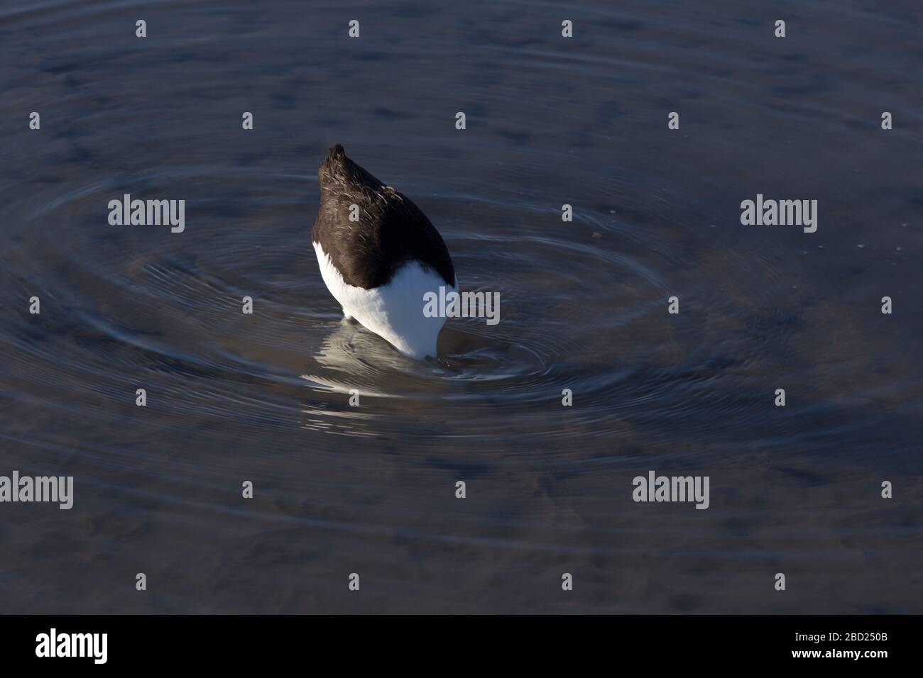 An Andean avocet, Recurvirostra andina, in Chile Stock Photo - Alamy