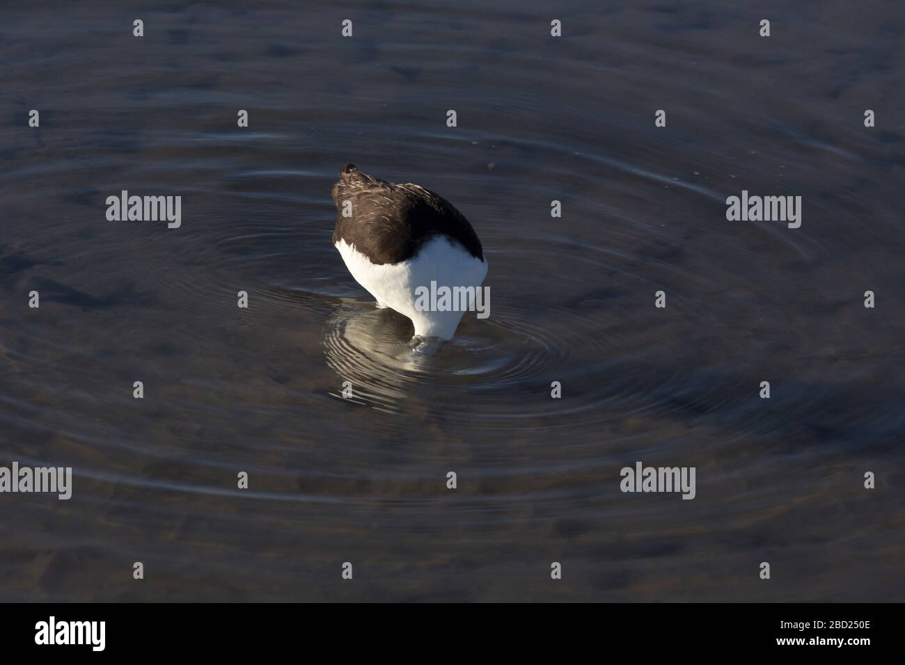 Recurvirostra andina hi-res stock photography and images - Alamy