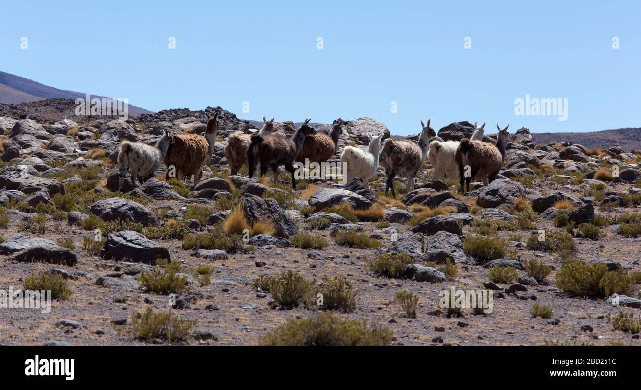 Fauna chilena hi-res stock photography and images - Alamy