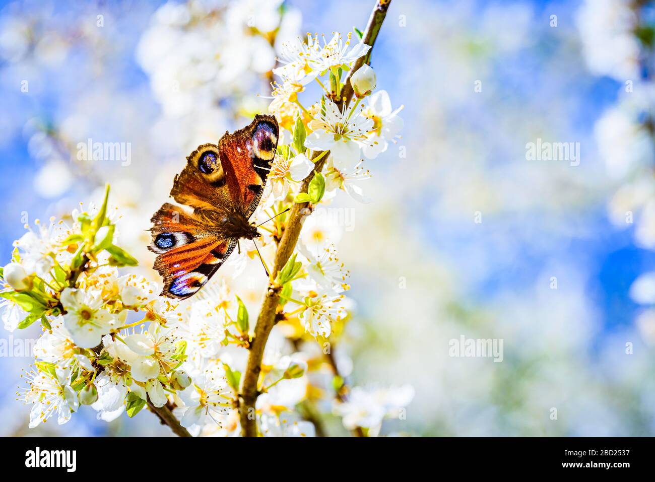 Close-up photo of a butterfly and spreading pollen on white flowers of ...