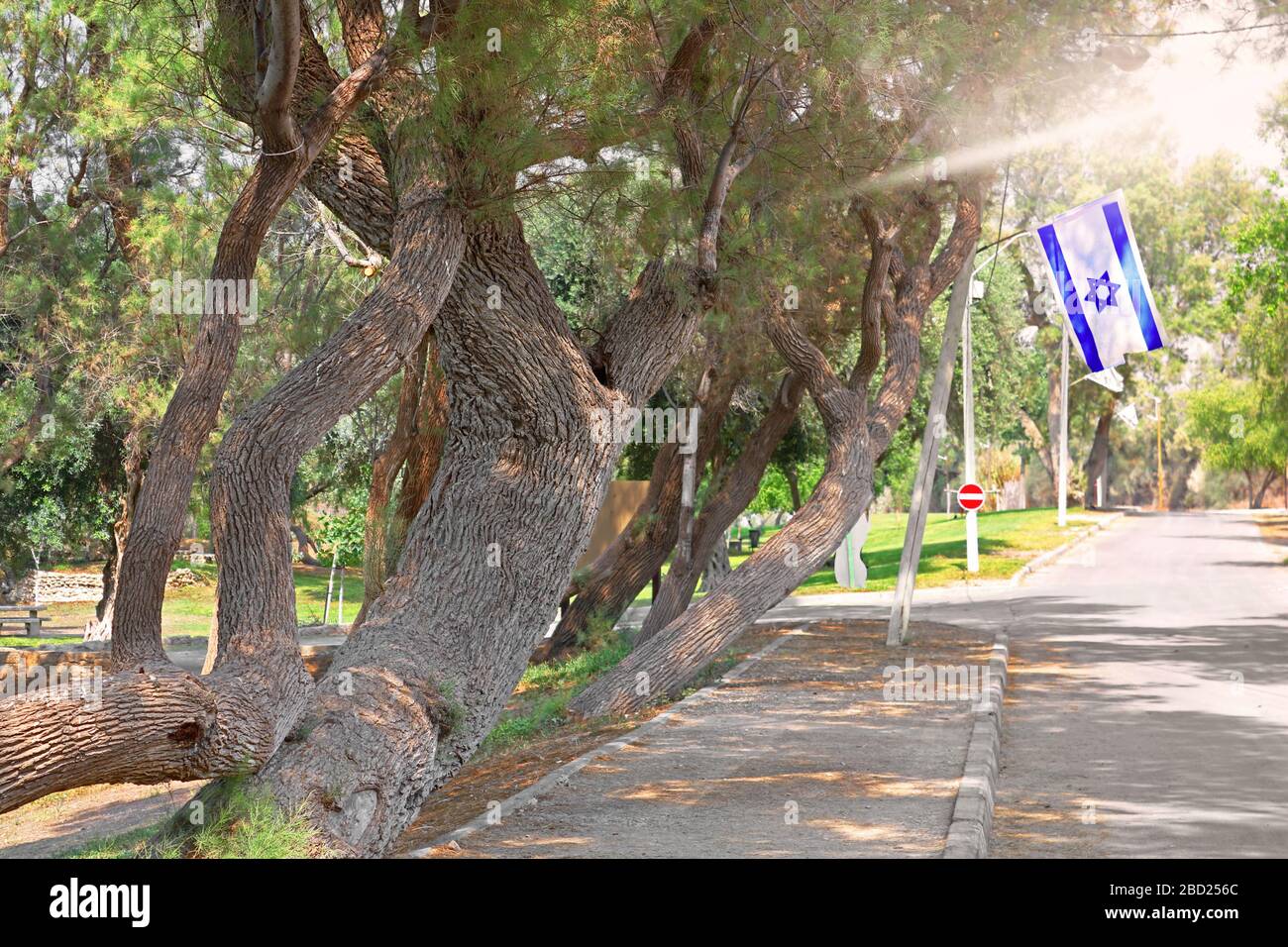 Road in Ashkelon National park. Israeli flag hanging on a tree and rays ...