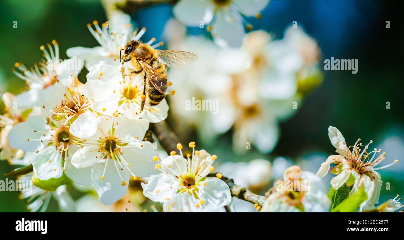 Close-up photo of a Honey Bee gathering nectar and spreading pollen on ...