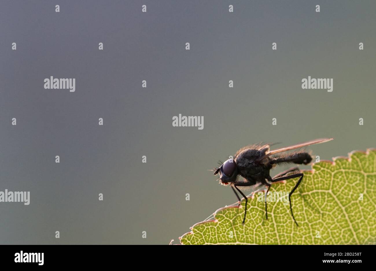 Close up of fly on leaf Stock Photo - Alamy