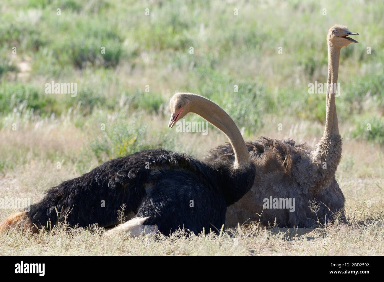 Common ostriches (Struthio camelus), adults, male and female, preening ...