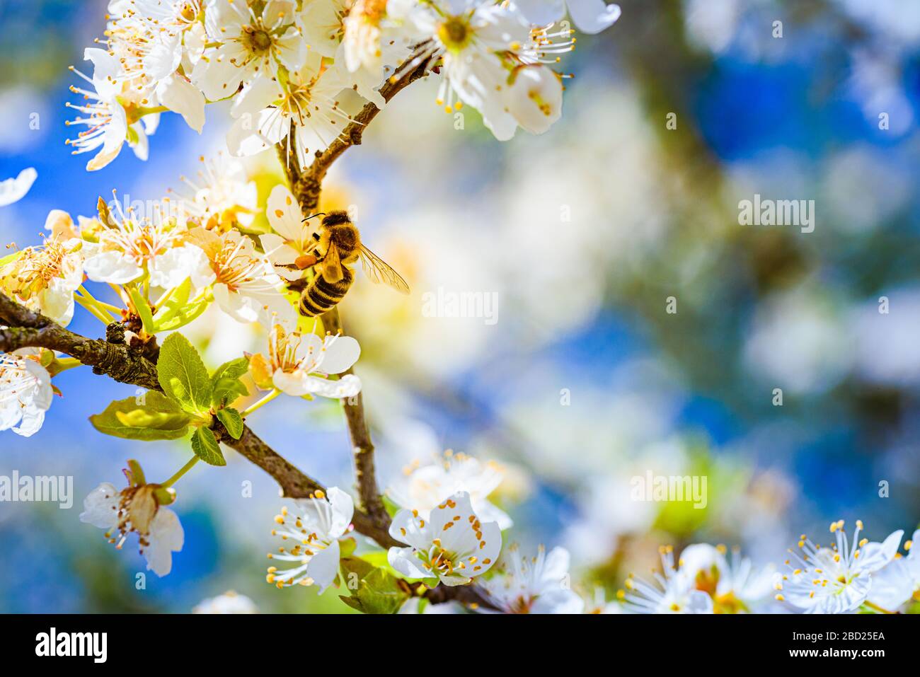 Close-up photo of a Honey Bee gathering nectar and spreading pollen on ...