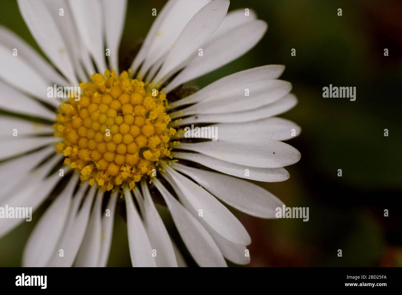 White flower with yellow pollen hi-res stock photography and images - Alamy