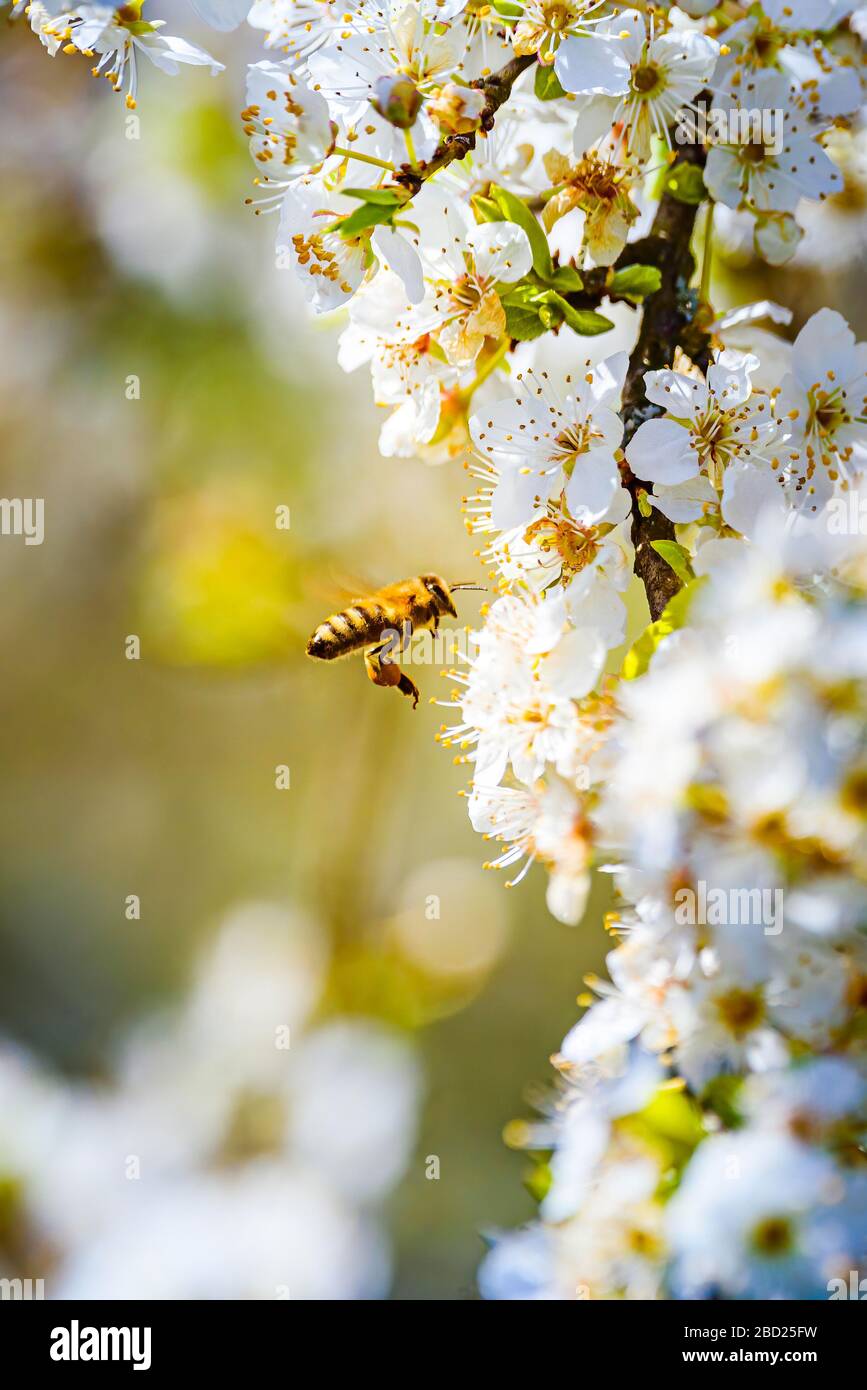 Close-up photo of a Honey Bee gathering nectar and spreading pollen on ...