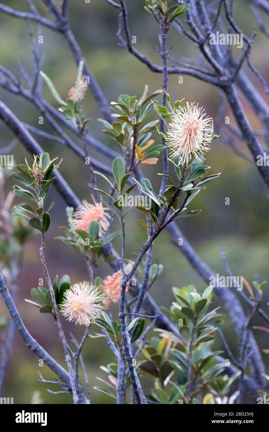 A detail of plants in the wood of New Caledonia Stock Photo - Alamy