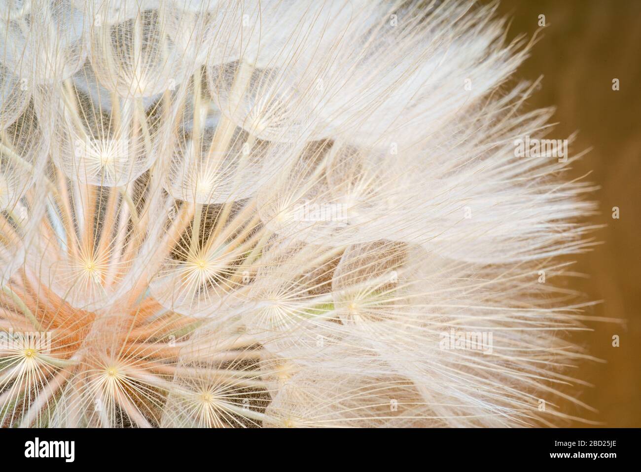 Wildflower abstract hi-res stock photography and images - Alamy
