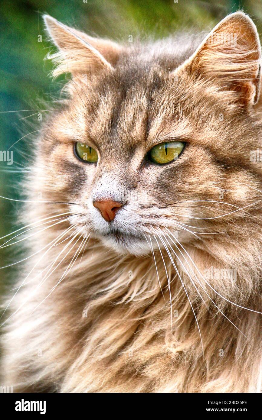 The cat lives a nice life Stock Photo - Alamy