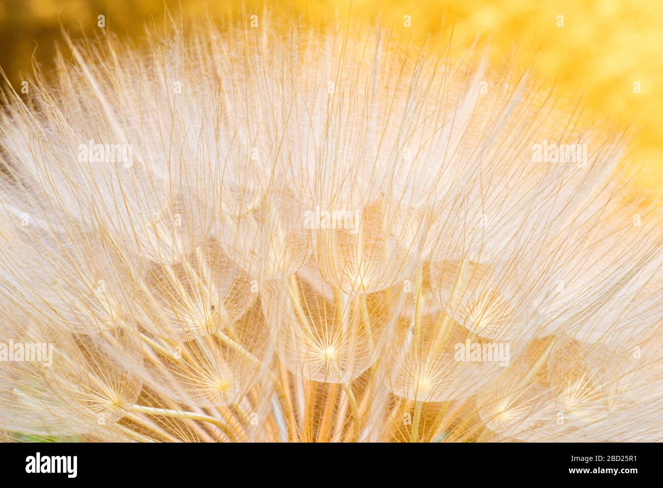 Giant dandelion seed head hi-res stock photography and images - Alamy