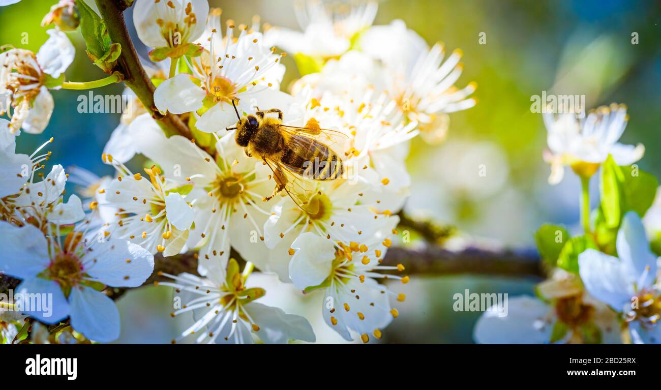 Close-up photo of a Honey Bee gathering nectar and spreading pollen on ...