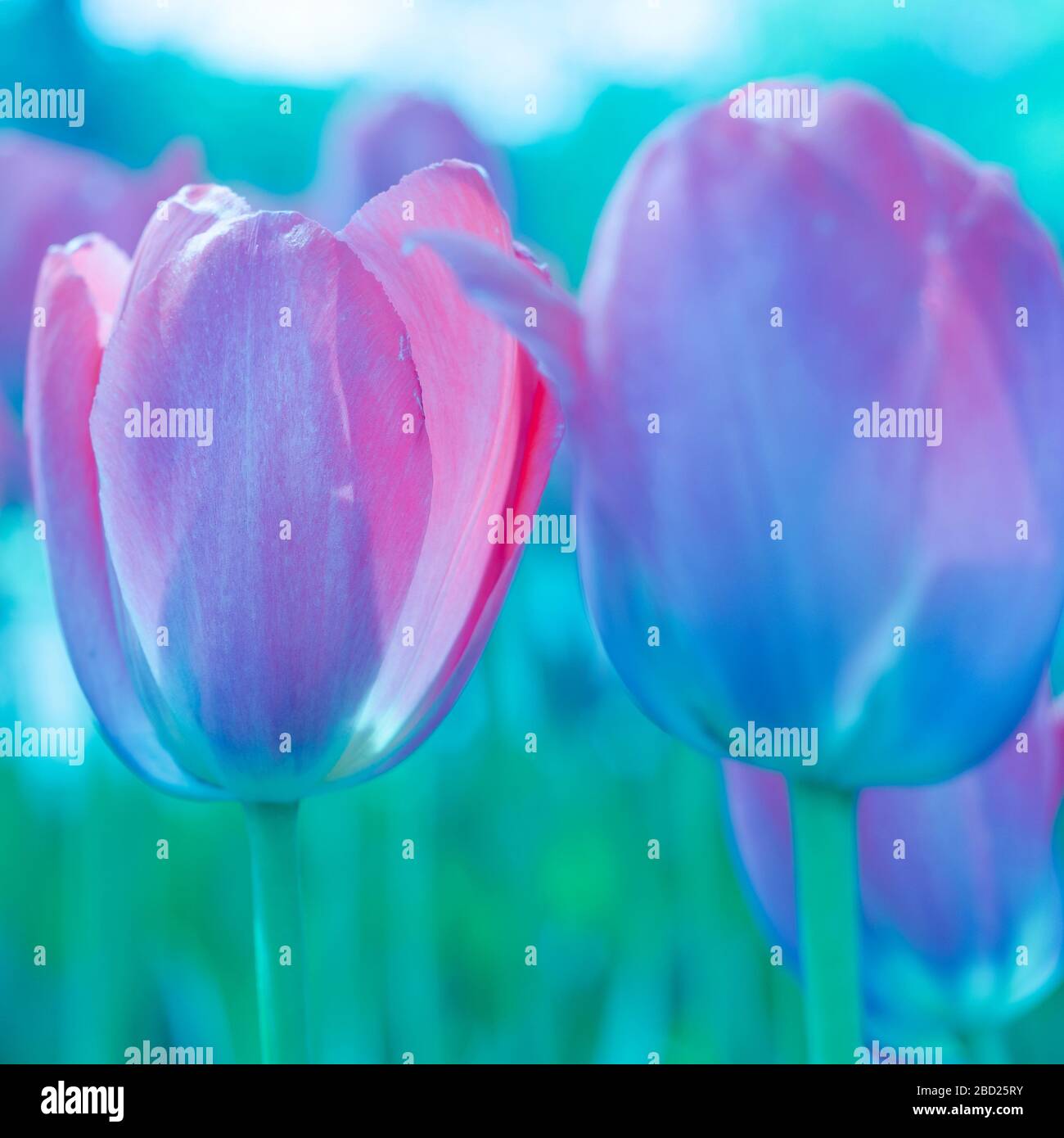 Tulip Menton High Resolution Stock Photography and Images - Alamy