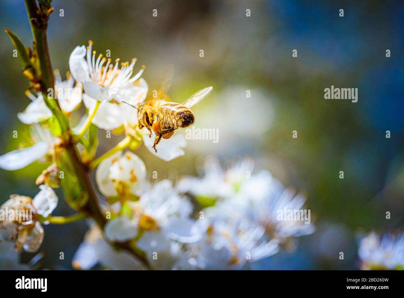 Close-up photo of a Honey Bee gathering nectar and spreading pollen on ...