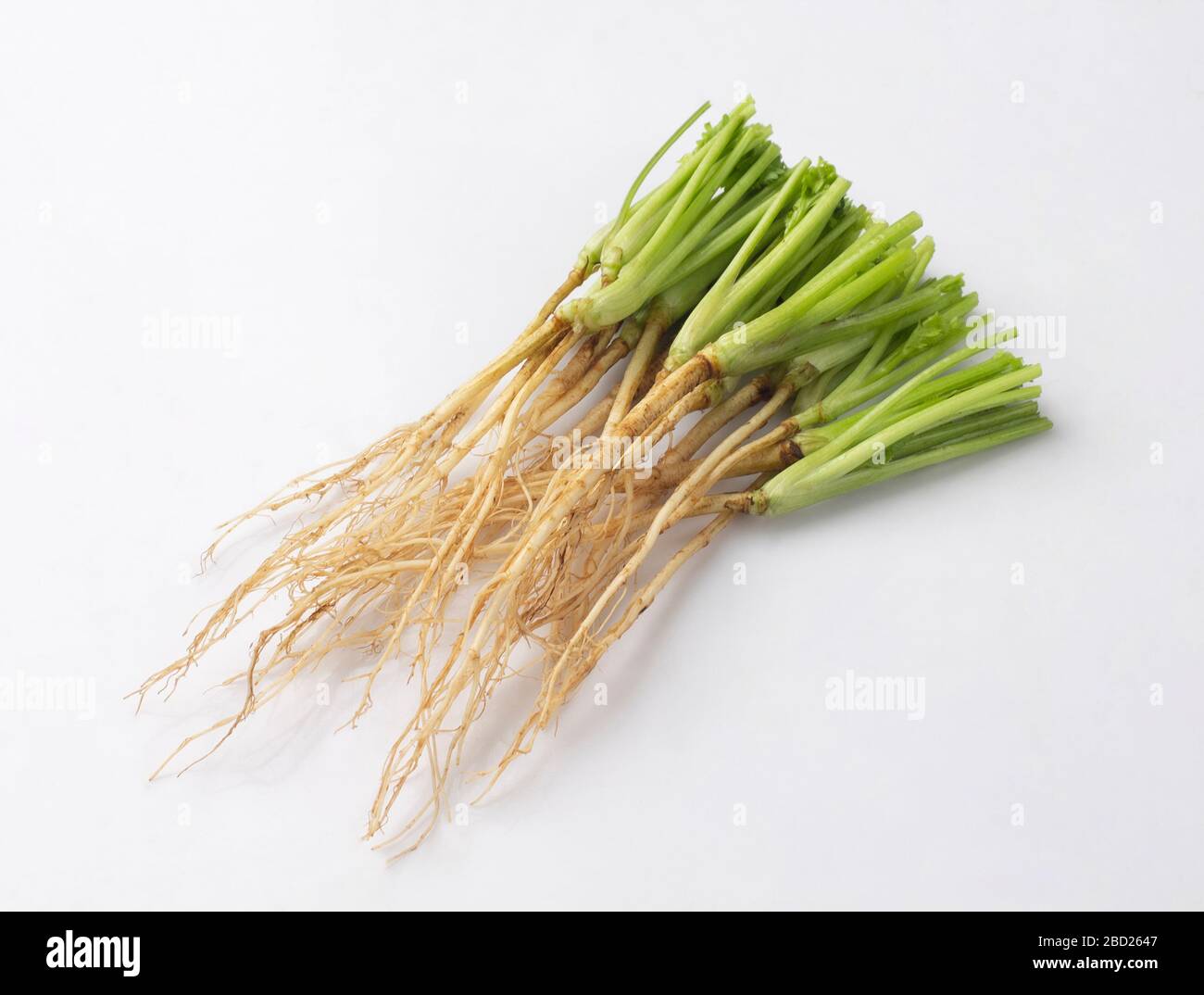 bunch of coriander roots isolated on white background Stock Photo - Alamy