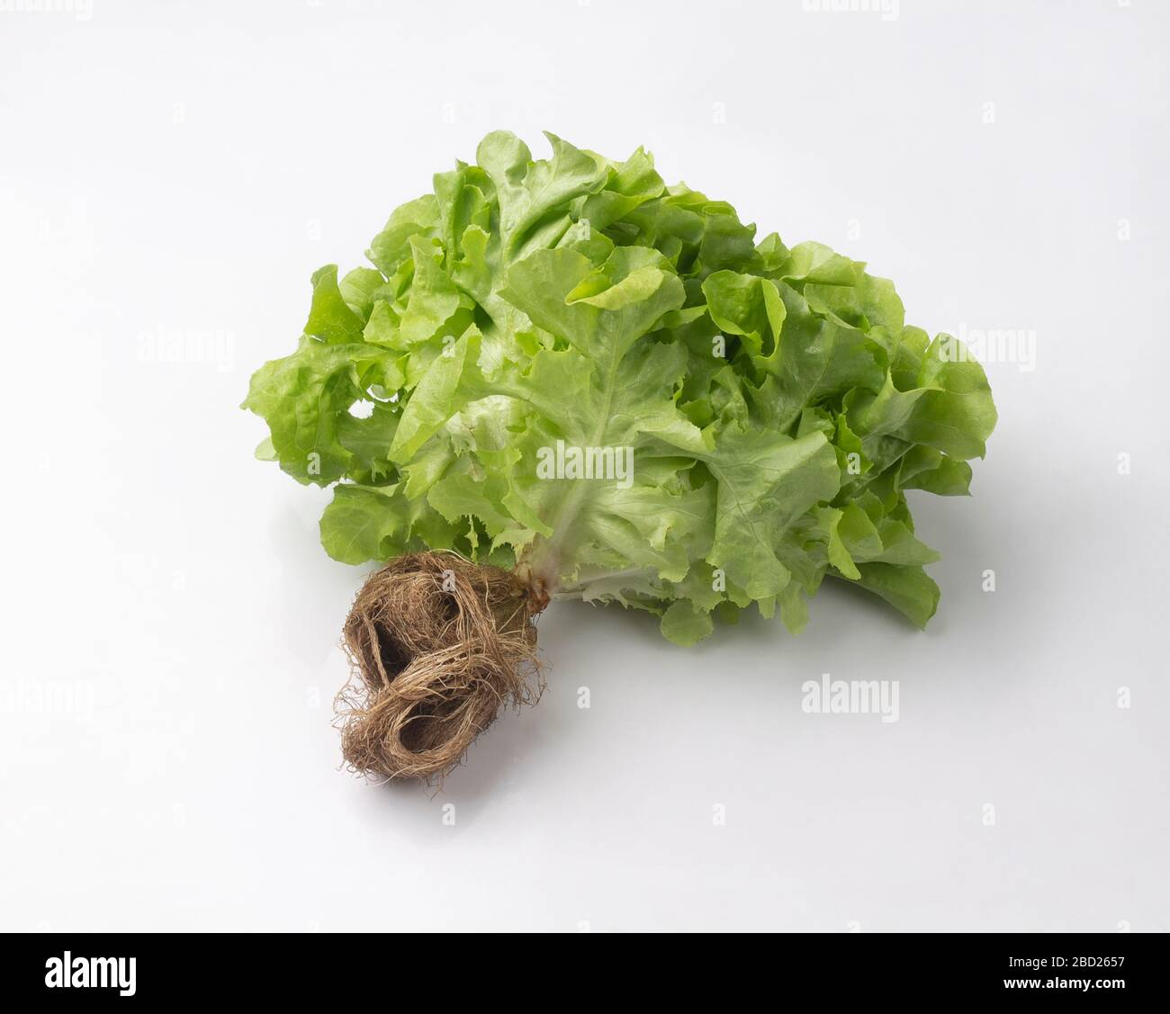 Green oak lettuce with root isolated on white background Stock Photo - Alamy