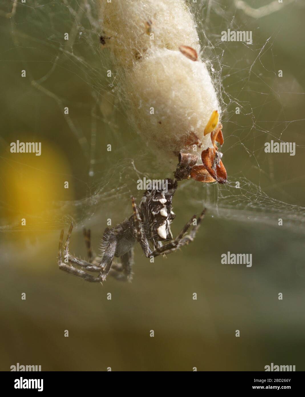 Tent spider hi-res stock photography and images - Alamy