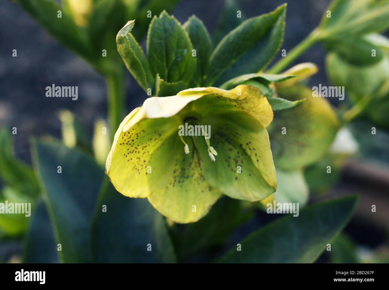 hellebore flower, poisonous medicinal plant blooms Stock Photo - Alamy